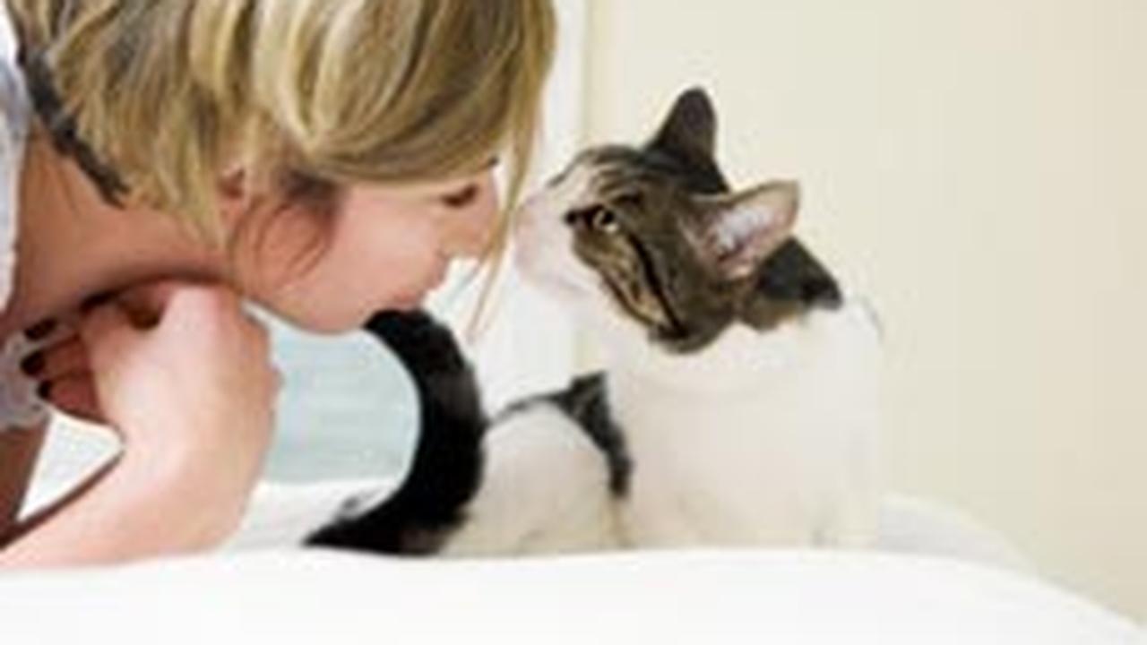 Кошки-экстрасенсы | WMJ.ru